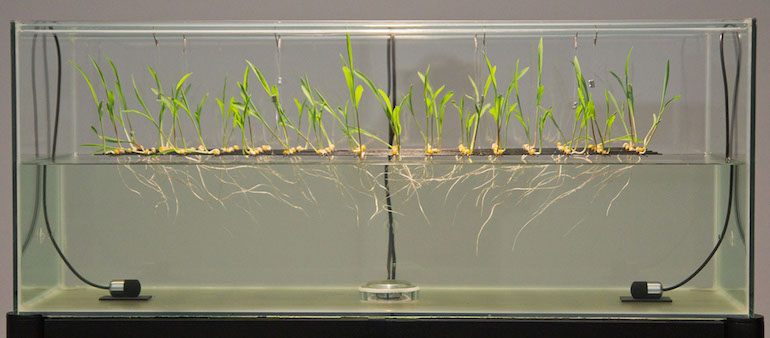 Biophonic Garden - ./mediateletipos)))